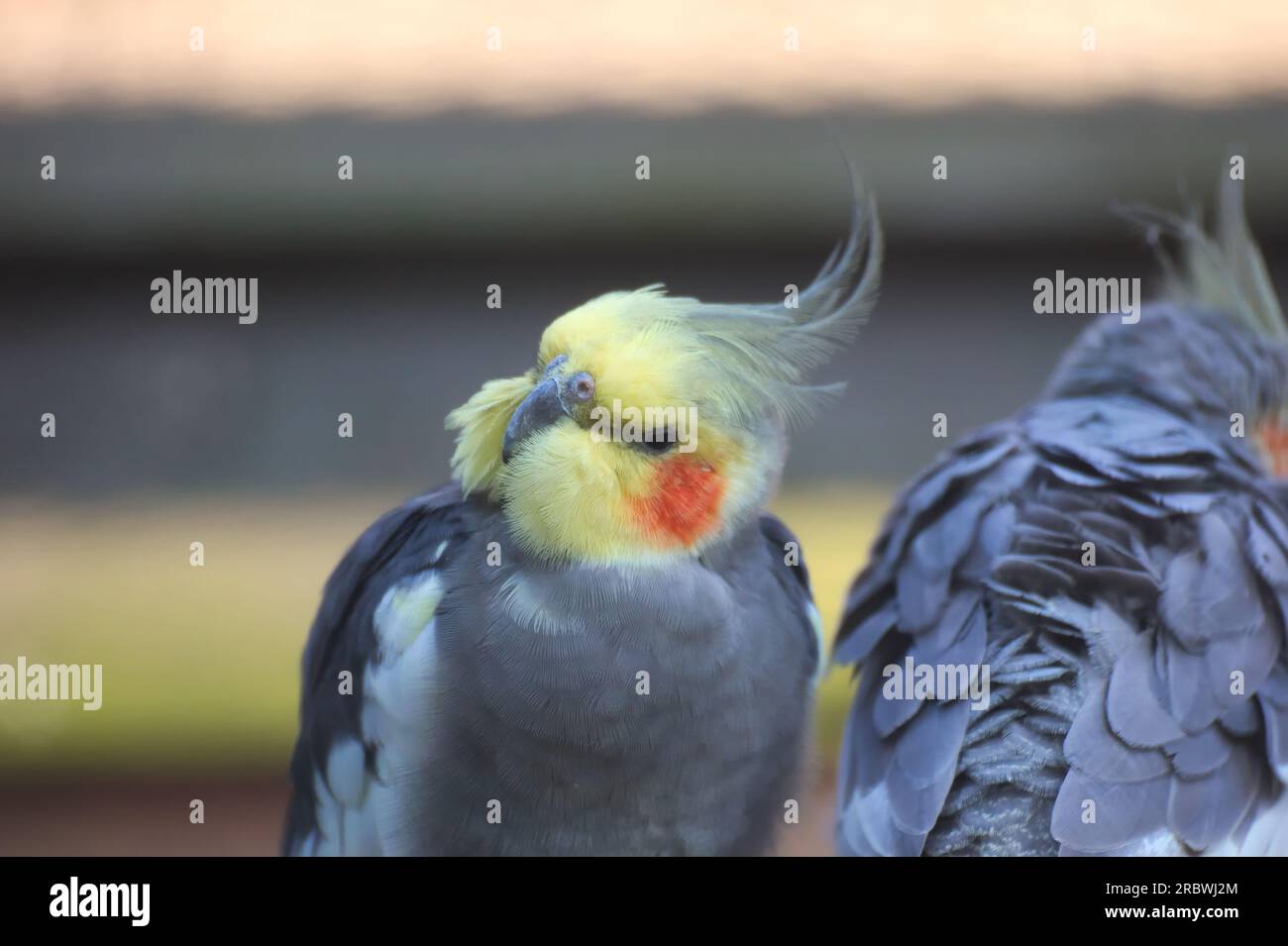 Bird tilting head hi-res stock photography and images - Alamy