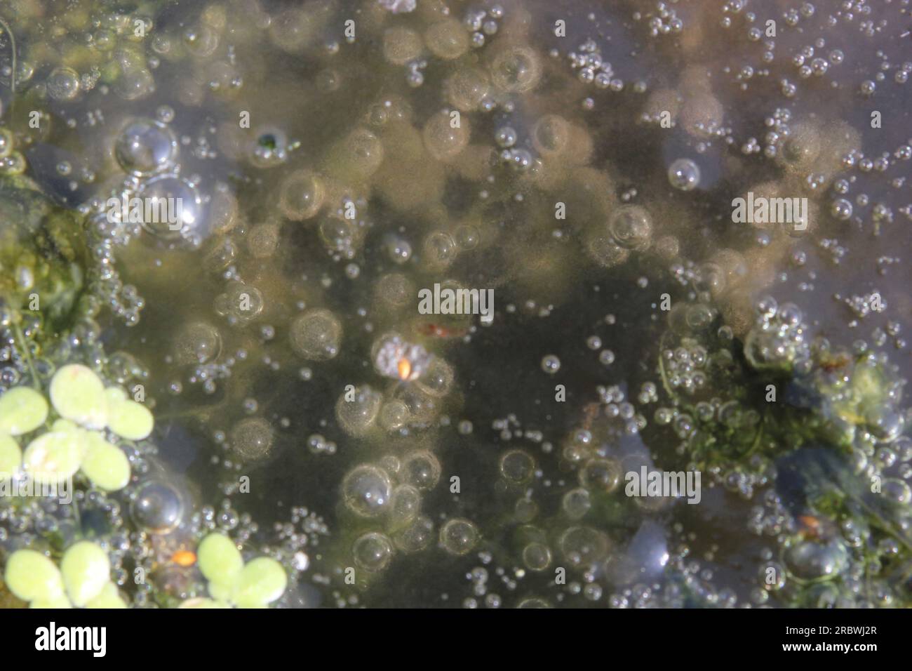 Shallow water with algae, duckweed, and air bubbles Stock Photo - Alamy