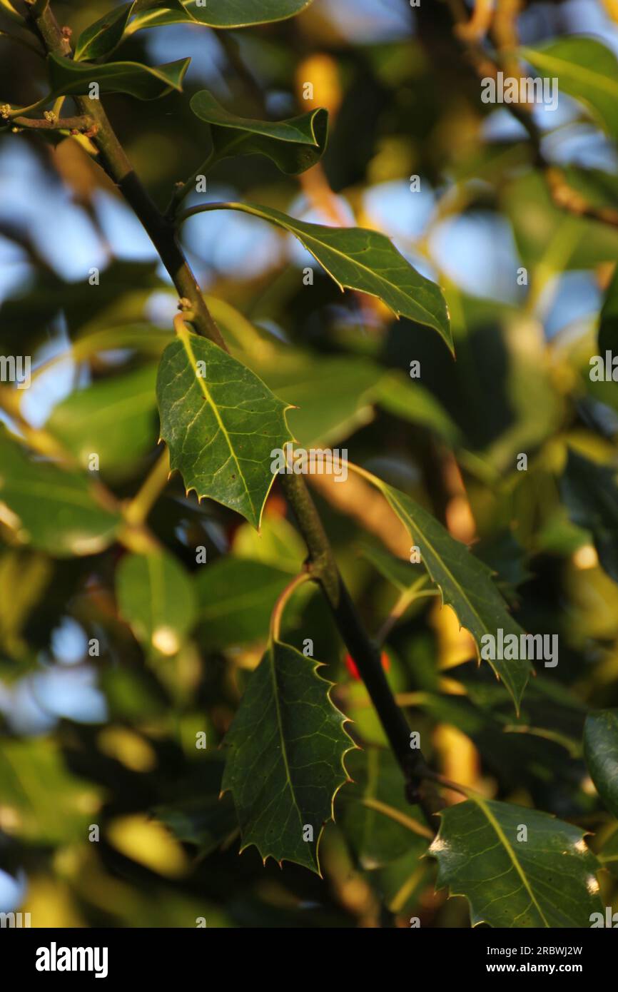 Common holly (Ilex aquifolium) with thorns Stock Photo - Alamy