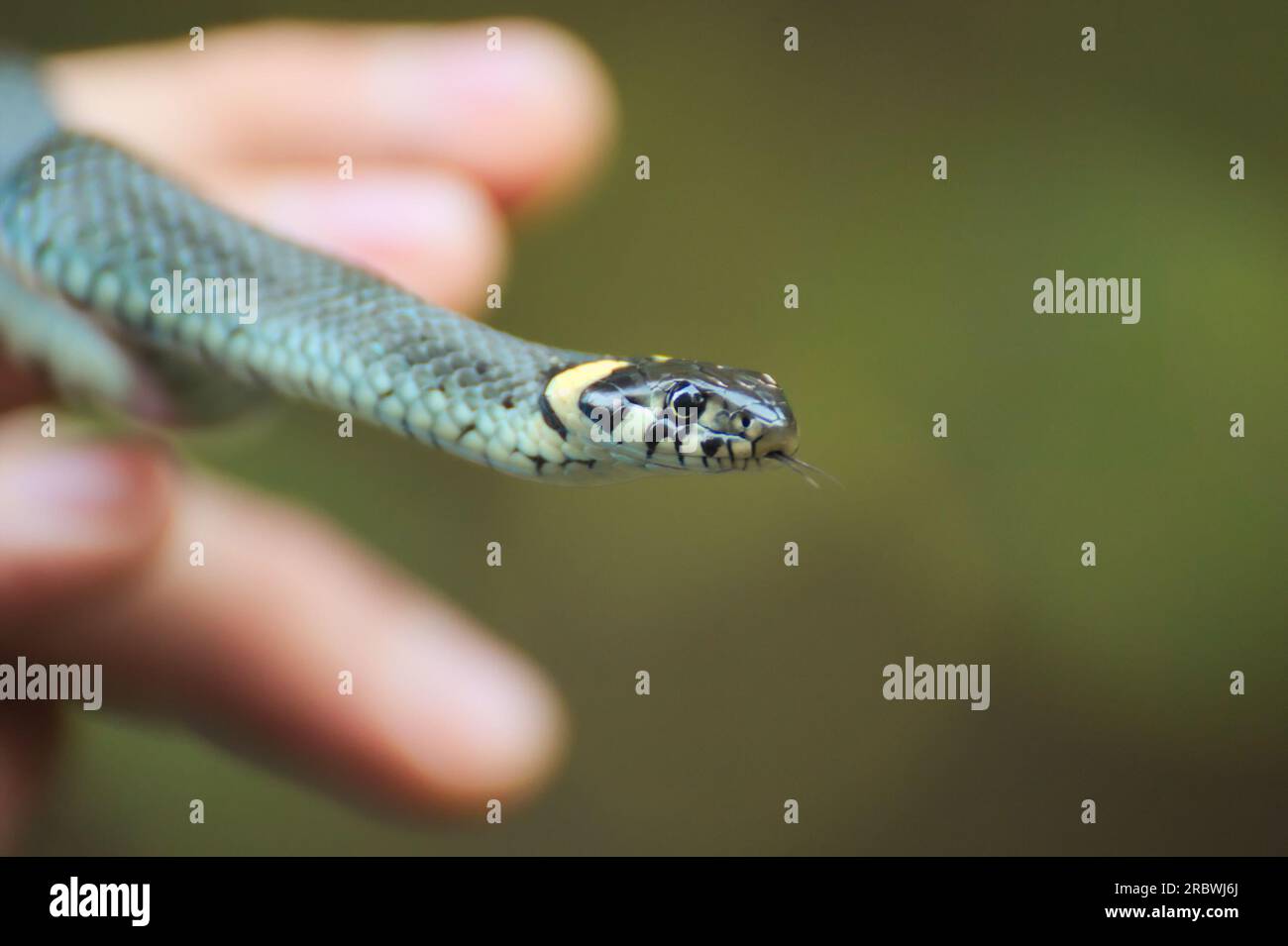 Grass snake (Natrix natrix) held in hand Stock Photo - Alamy