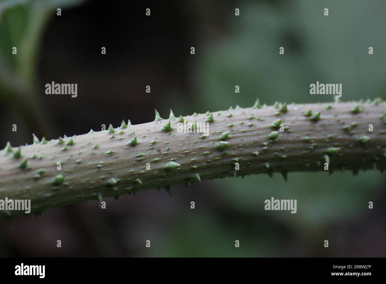 Thorny stem of the chilean rhubarb (Gunnera tinctoria Stock Photo - Alamy