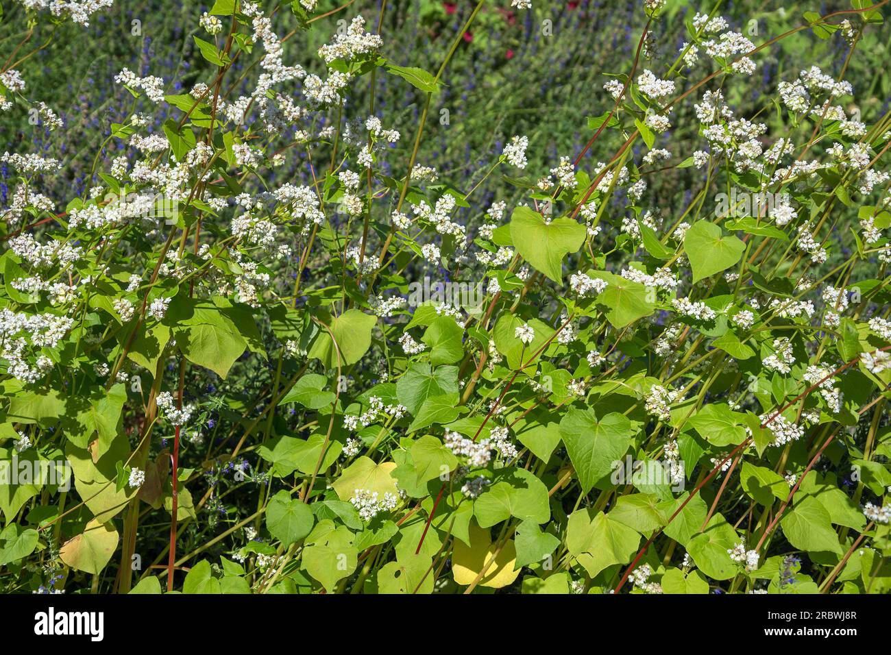 Field of flowering buckwheat plants with white flowers Stock Photo - Alamy