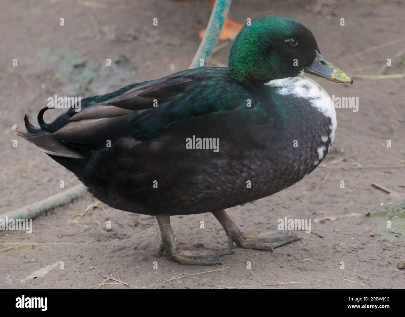 A duck of the old traditional breed of Pomeranian Ducks Stock Photo - Alamy
