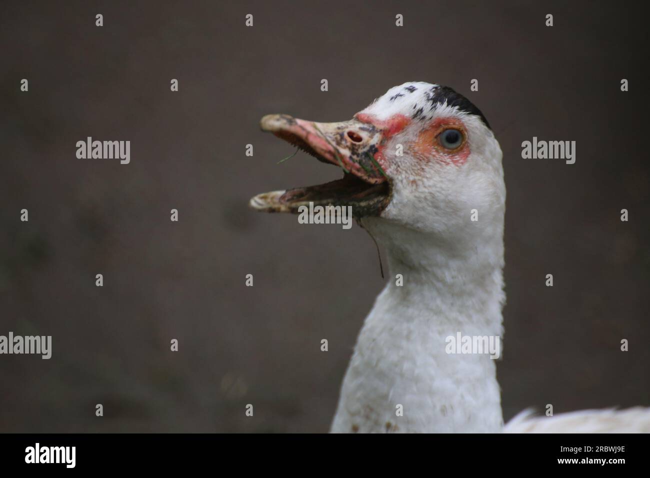 White quacking duck hi-res stock photography and images - Alamy