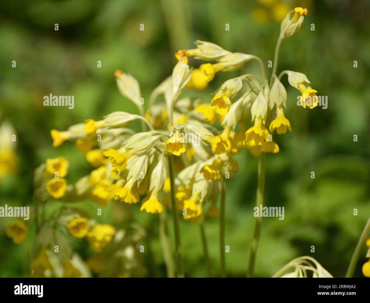 In spring, primrose (Primula veris) blooms in the wild Stock Photo - Alamy