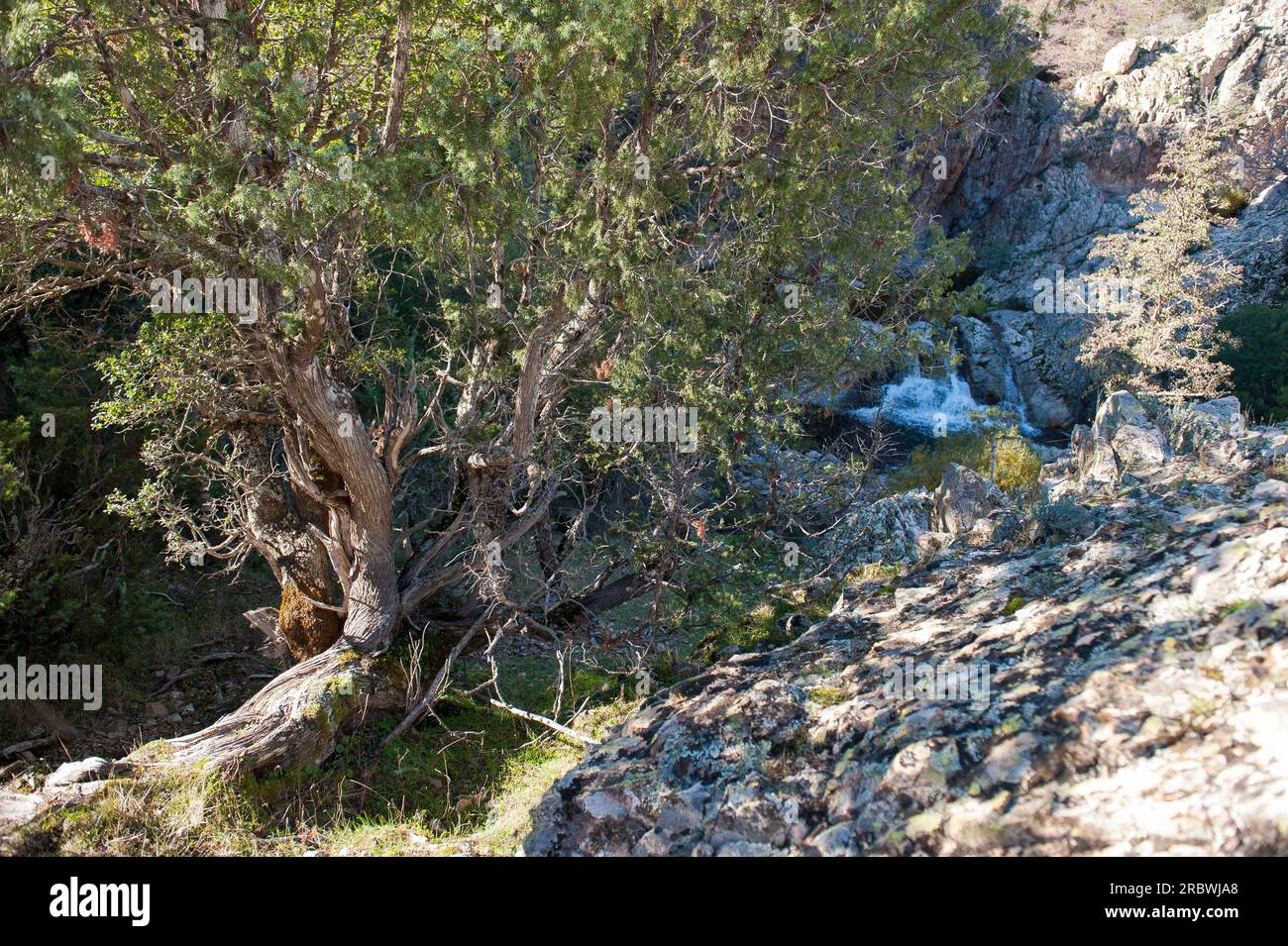 Juniper, Pirincanes Waterfall, Arzana, Sardinia, Italy, Europe Stock ...