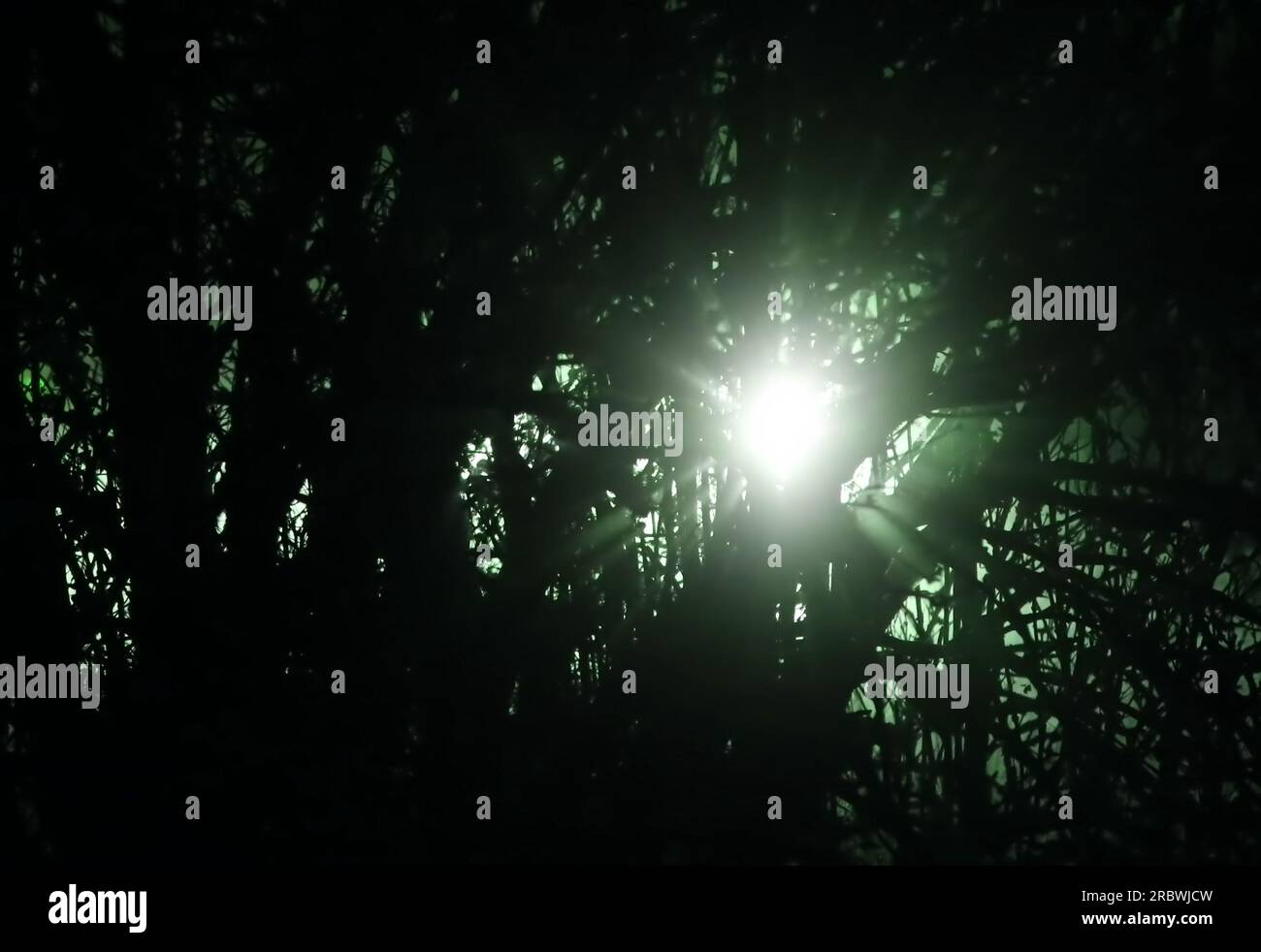 Blinding green light shining through tree in the night Stock Photo - Alamy