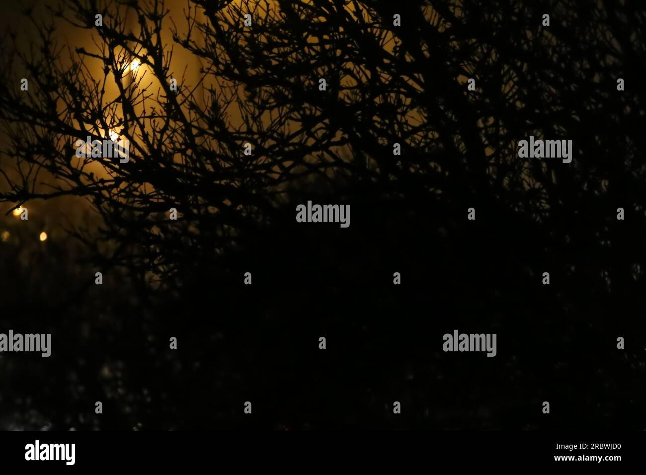 Background with bush and street lamps in the night Stock Photo - Alamy