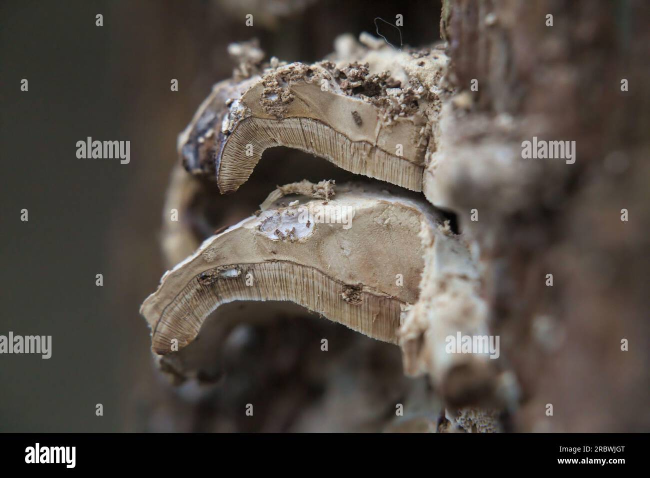 Cross-section of fruit body of Bjerkandera fumosa (Graugelber ...