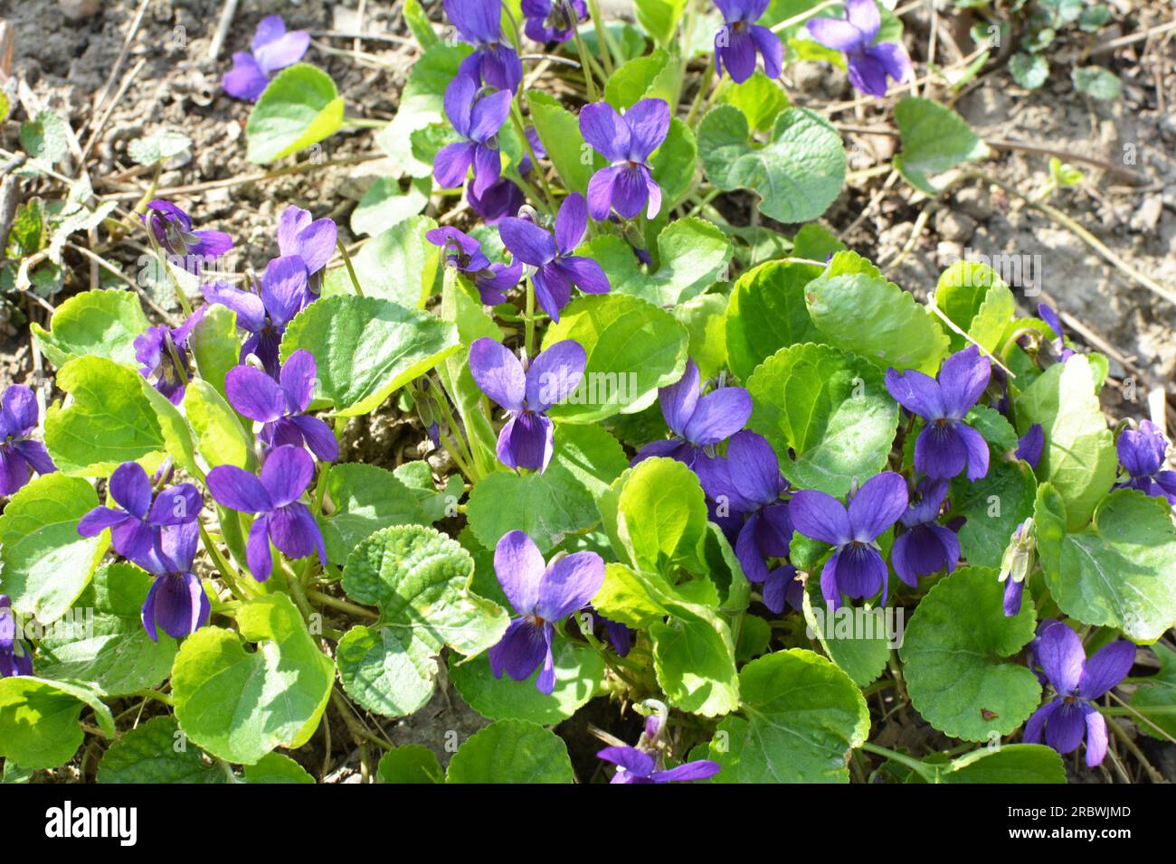 In spring in the wild forest violet (Viola odorata) grows Stock Photo ...