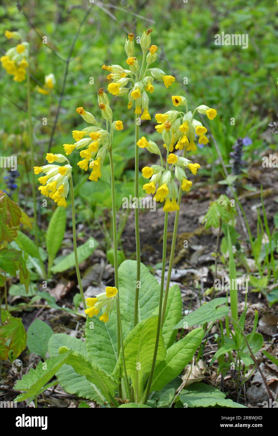 In spring, primrose (Primula veris) blooms in the wild Stock Photo - Alamy