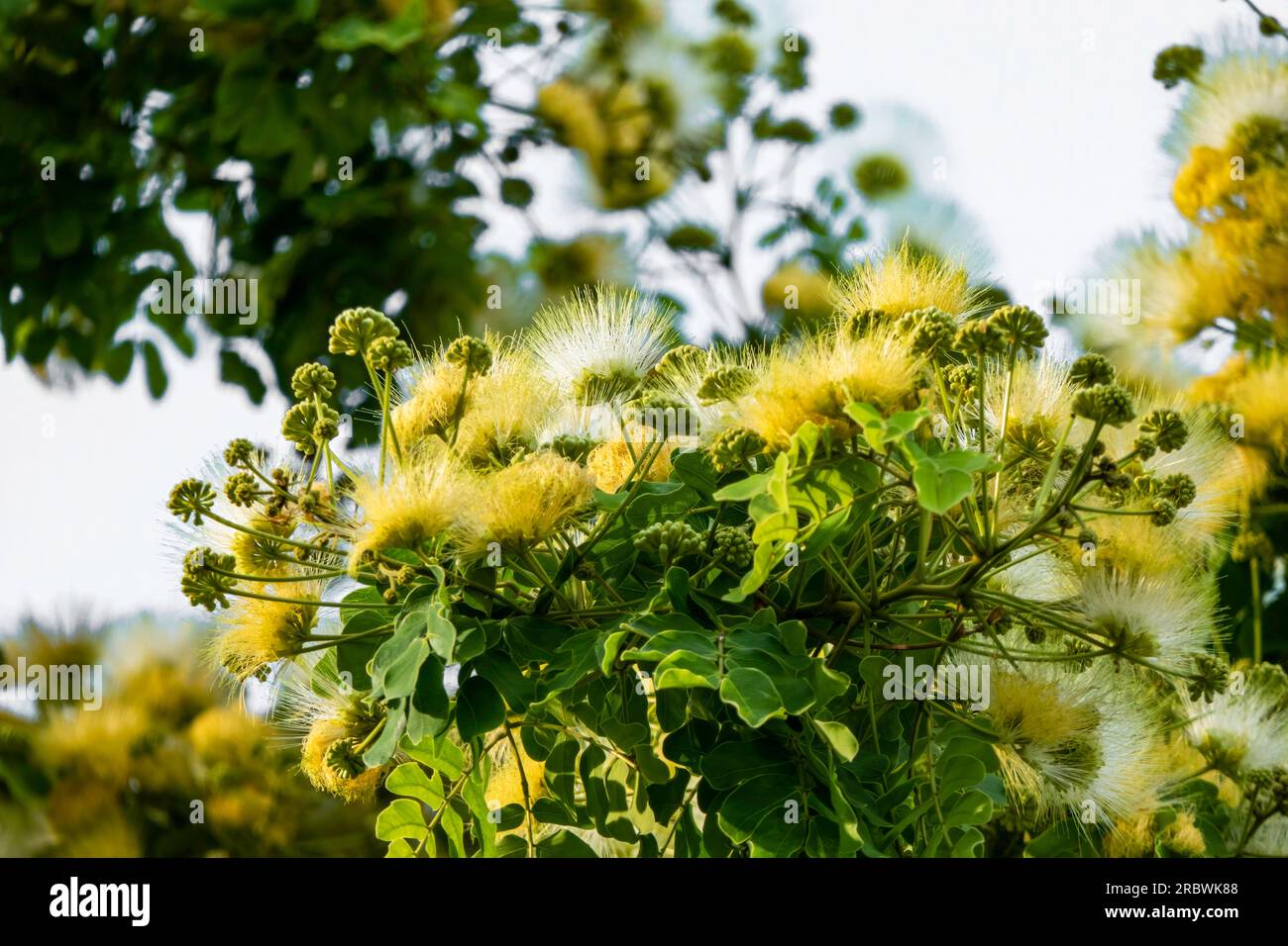Albizia lebbeck flower hi-res stock photography and images - Alamy