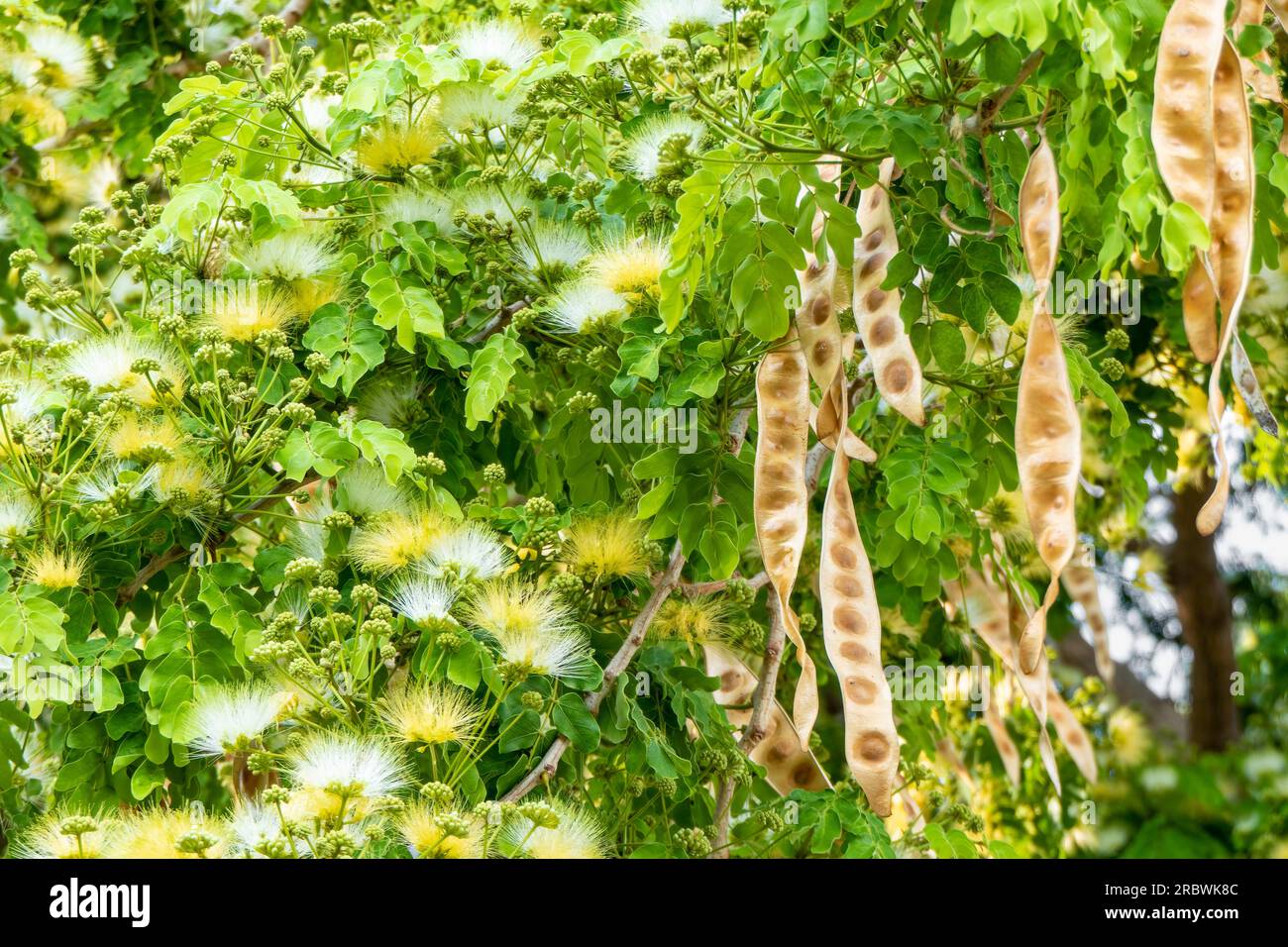 Albizia lebbeck flower hi-res stock photography and images - Alamy