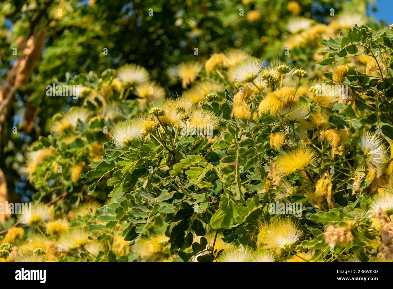 Albizia lebbeck flower hi-res stock photography and images - Alamy