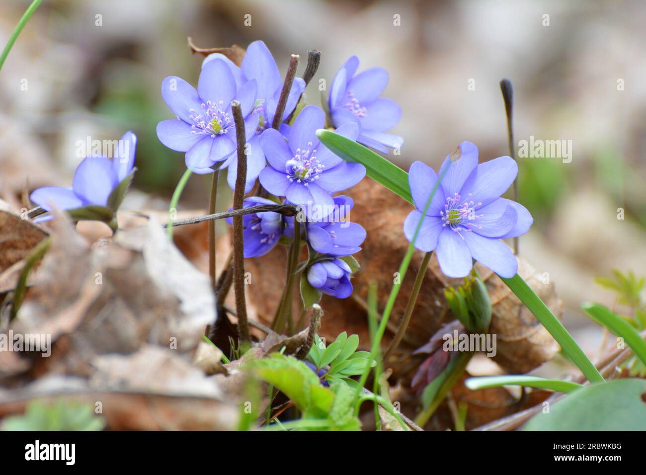 Spring in the wild in the woods bloom Hepatica nobilis Stock Photo - Alamy