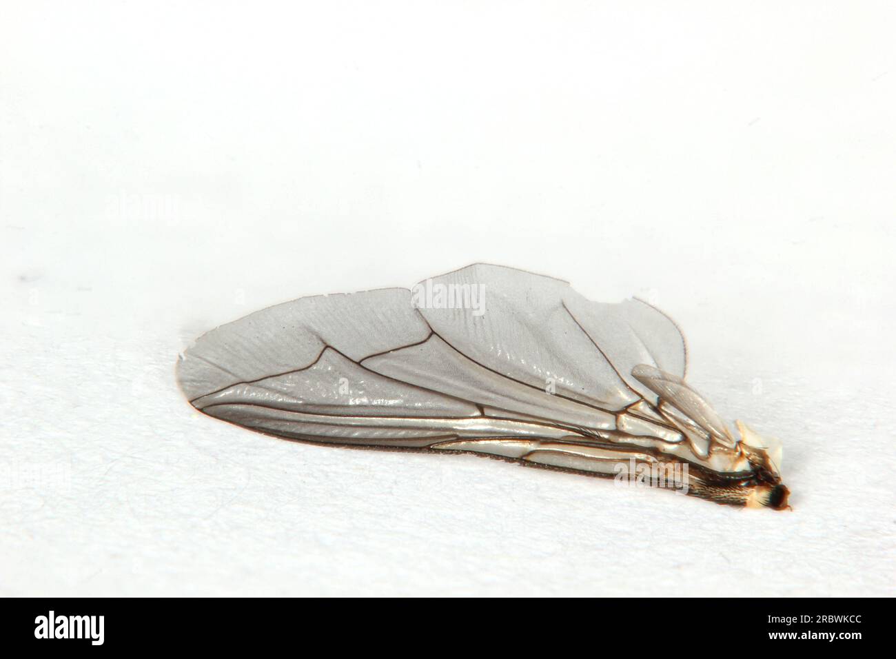 Macro of housefly (Musca domestica) wing Stock Photo - Alamy