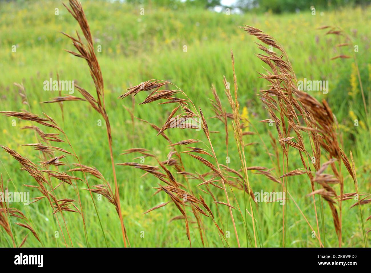 Meadow Bromegrass