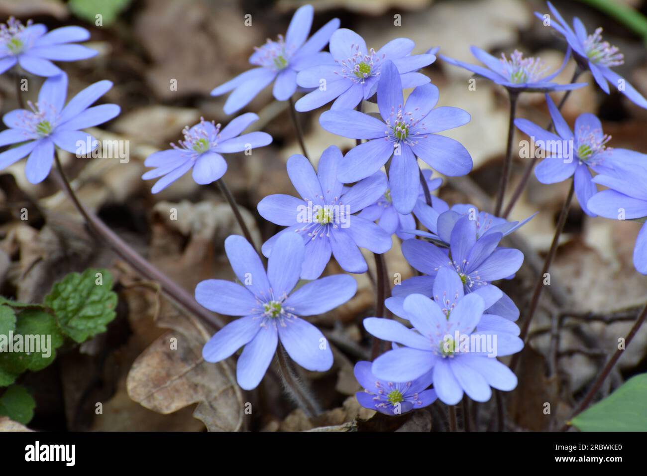 Spring in the wild in the woods bloom Hepatica nobilis Stock Photo - Alamy