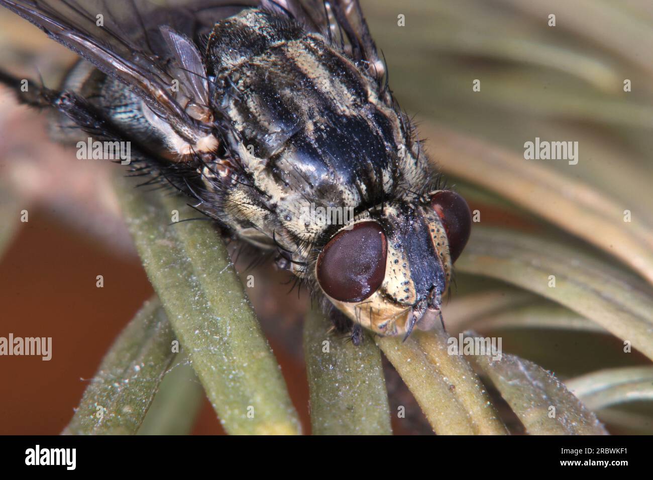 Macro of dead fly (housefly - Musca domestica) on coniferous twig Stock ...