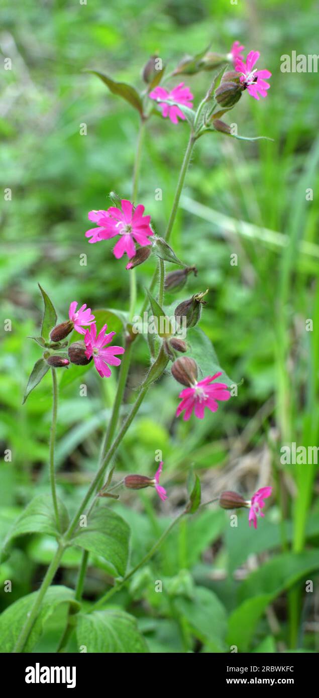 Silene dioica grows in the spring in the wild Stock Photo - Alamy