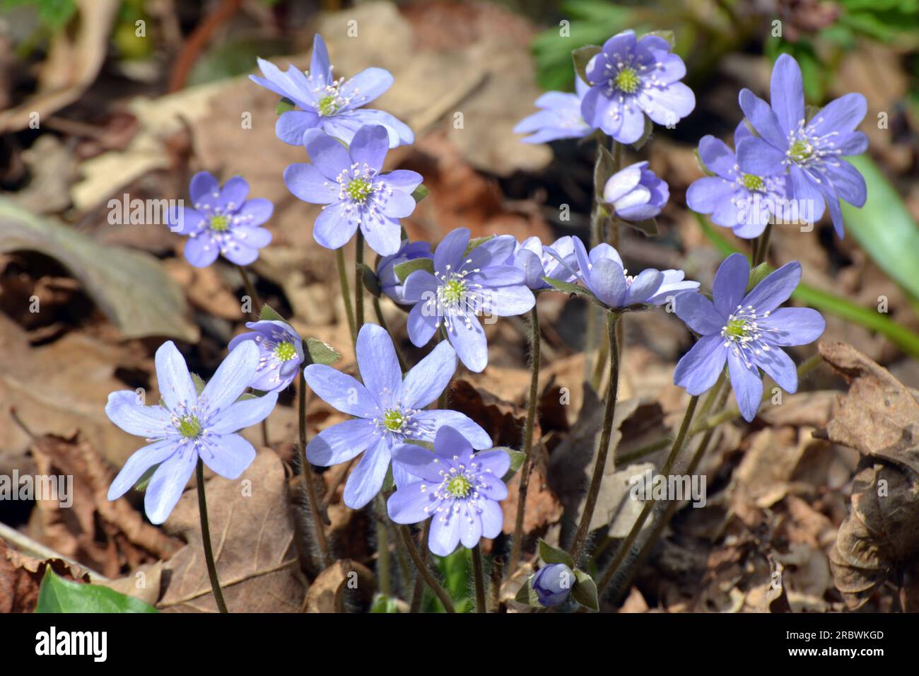Spring in the wild in the woods bloom Hepatica nobilis Stock Photo - Alamy