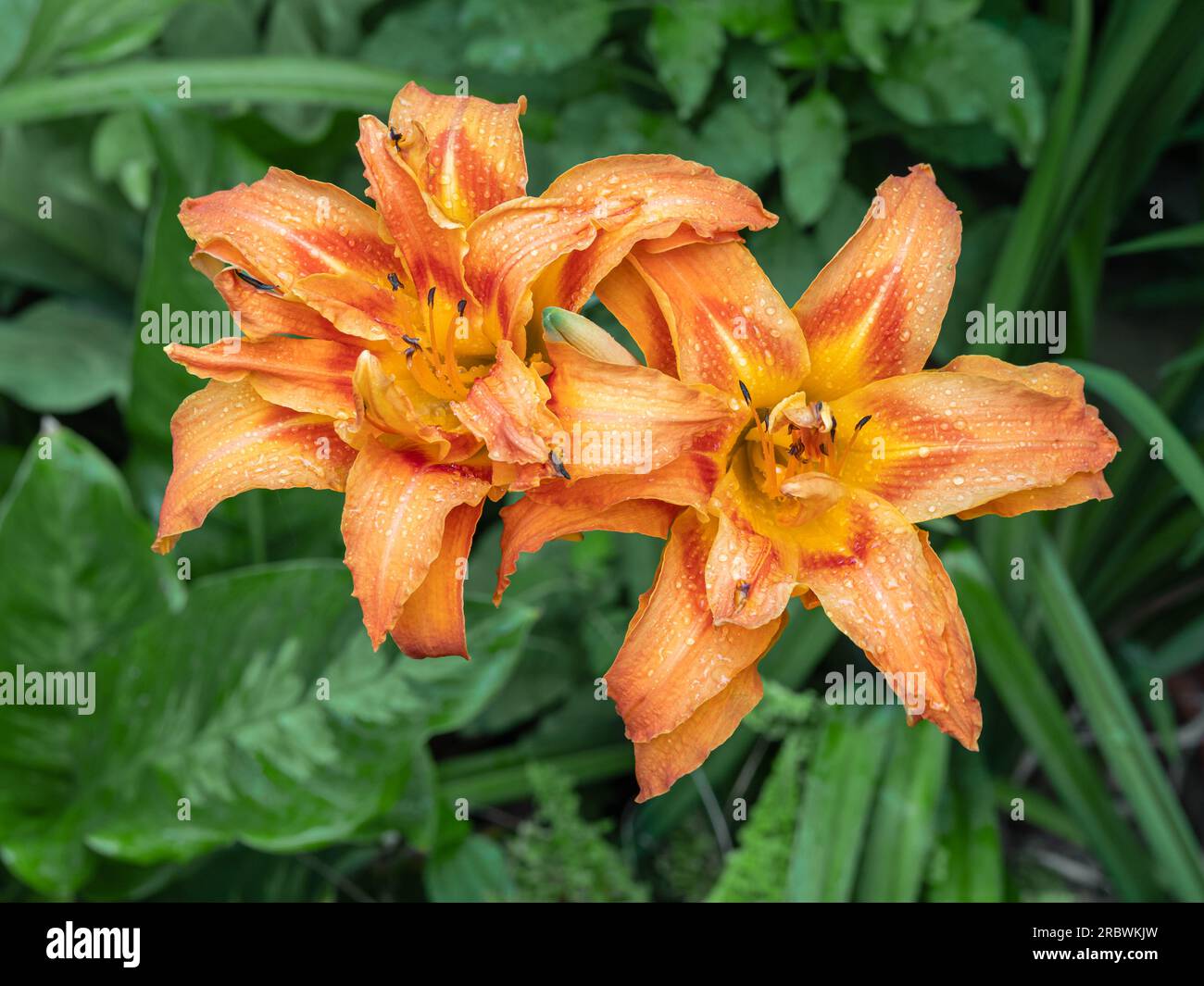 Closeup view of fresh orange and red flowers of hemerocallis fulva ...