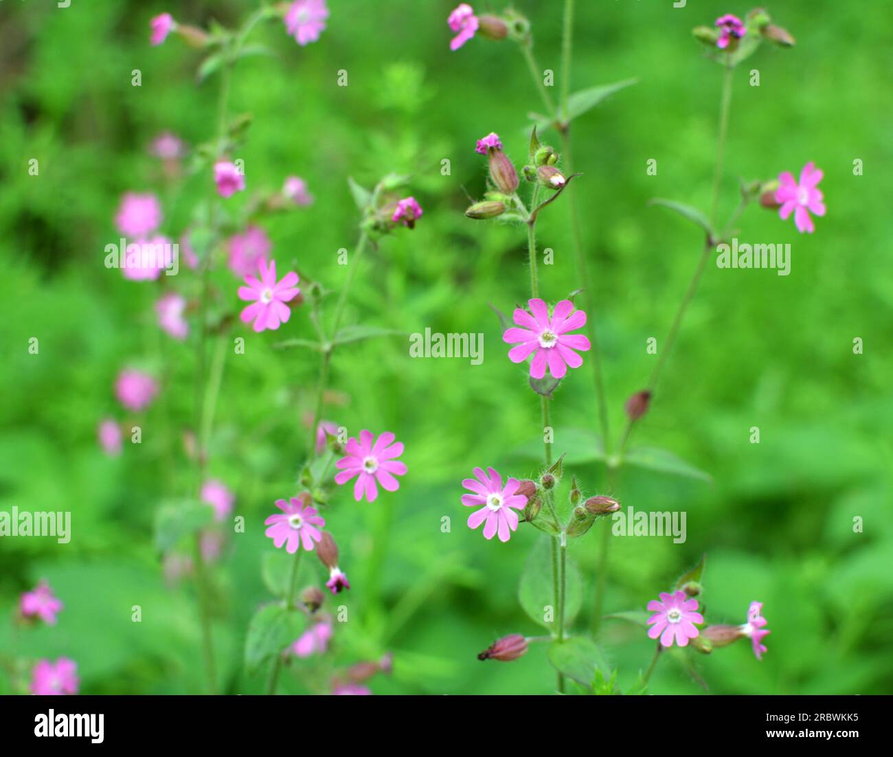 Silene dioica grows in the spring in the wild Stock Photo - Alamy