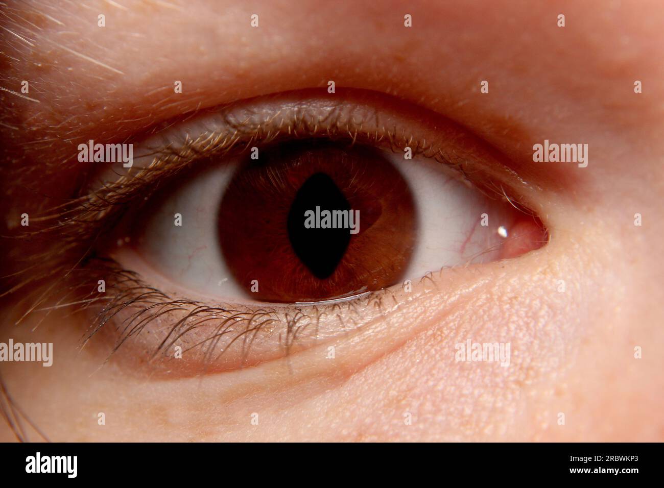 Eye close-up with vertical pupil shape. It gives the impression of e.g ...