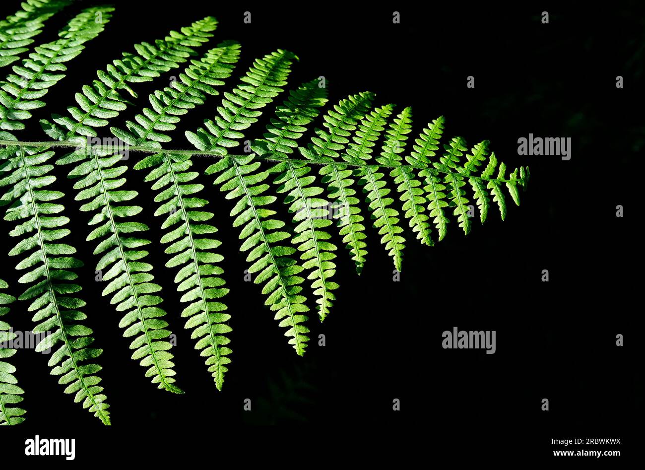 common fern on black background Stock Photo - Alamy