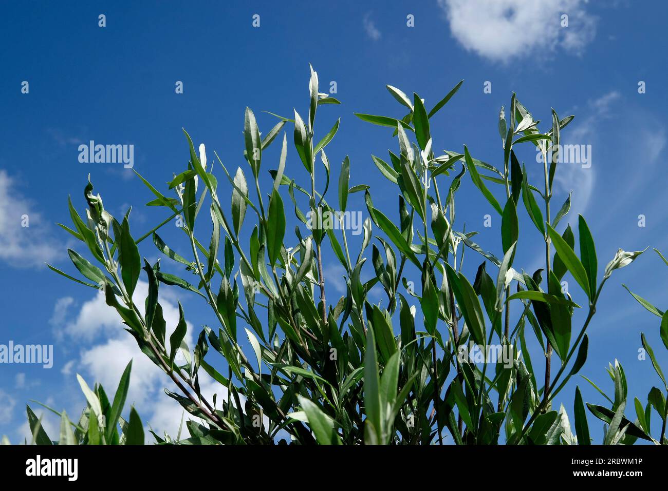 Olive tree uk hi-res stock photography and images - Alamy