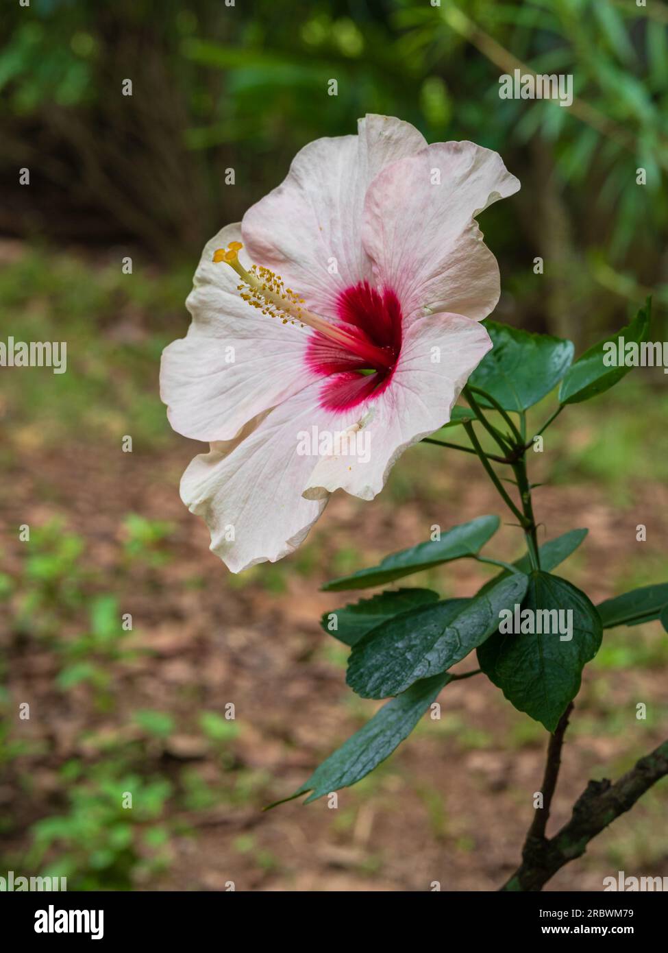 Closeup view of colorful white pink and red hibiscus rosa sinensis ...
