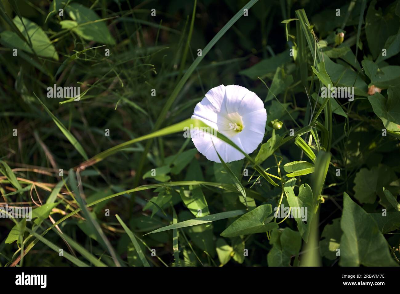 White bell flower in a bush seen up close Stock Photo - Alamy