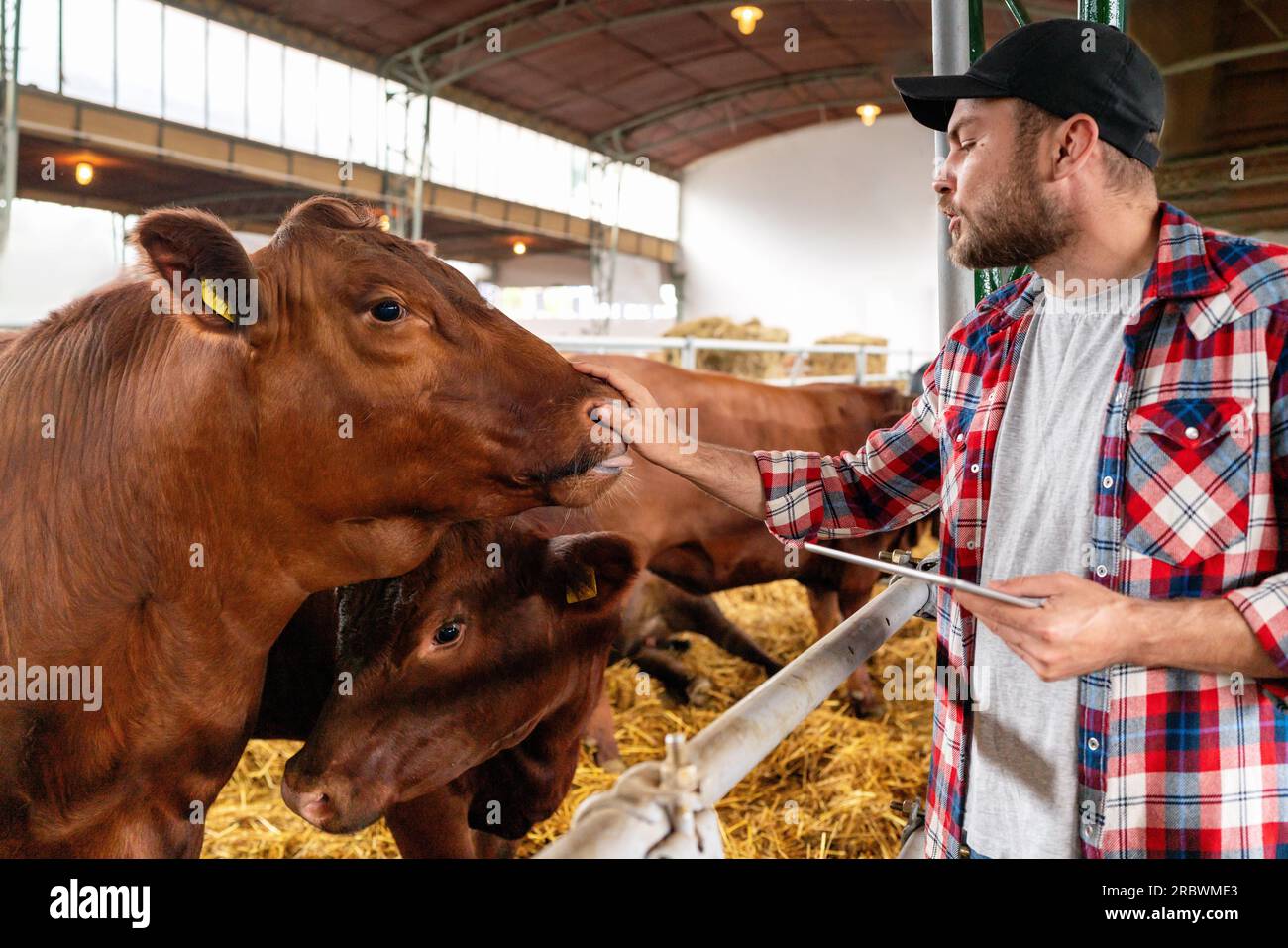 Farm worker doing a daily visual inspection of cows in paddock at ...