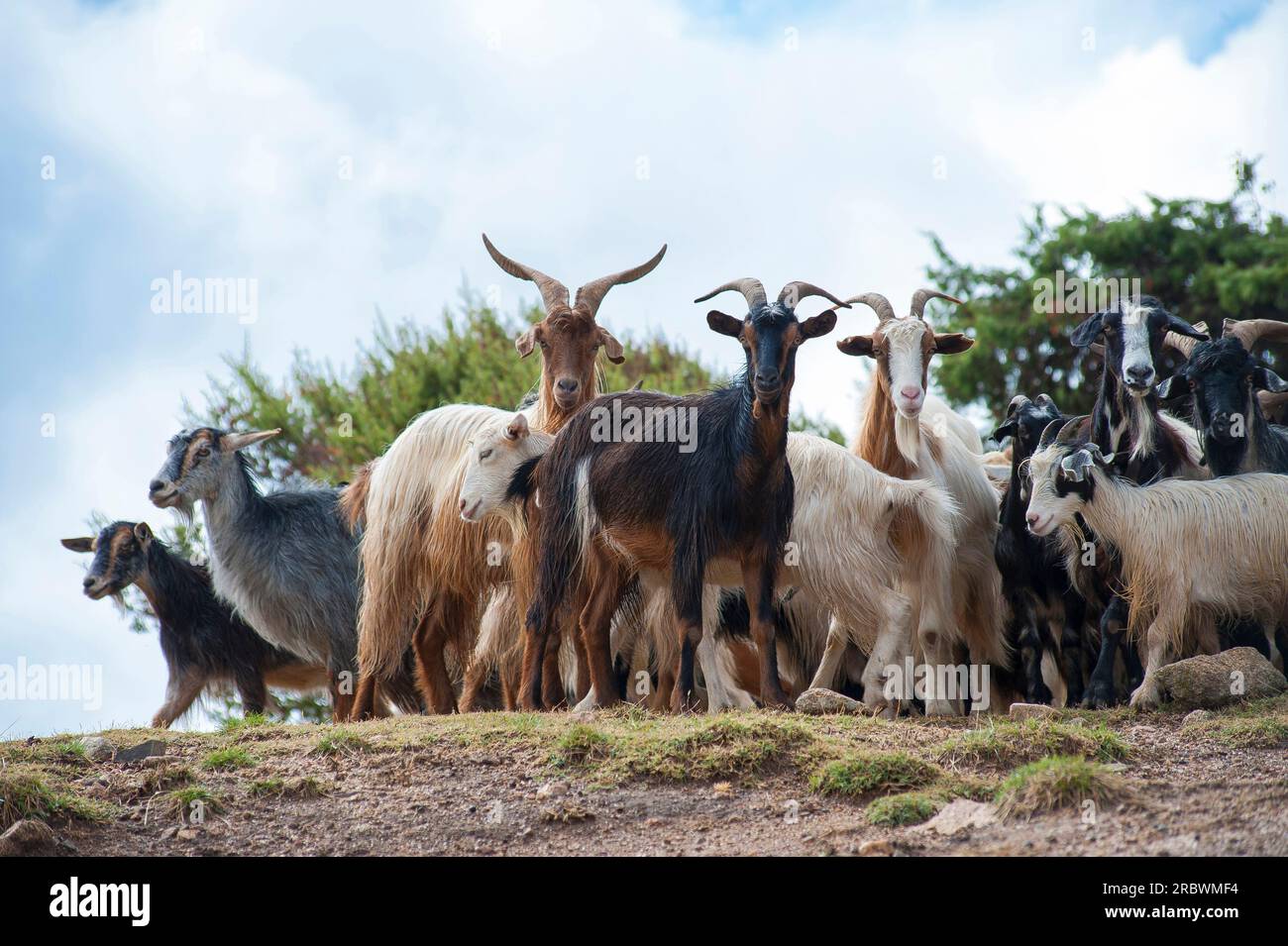 Sardinia italy goat goats hi-res stock photography and images - Alamy