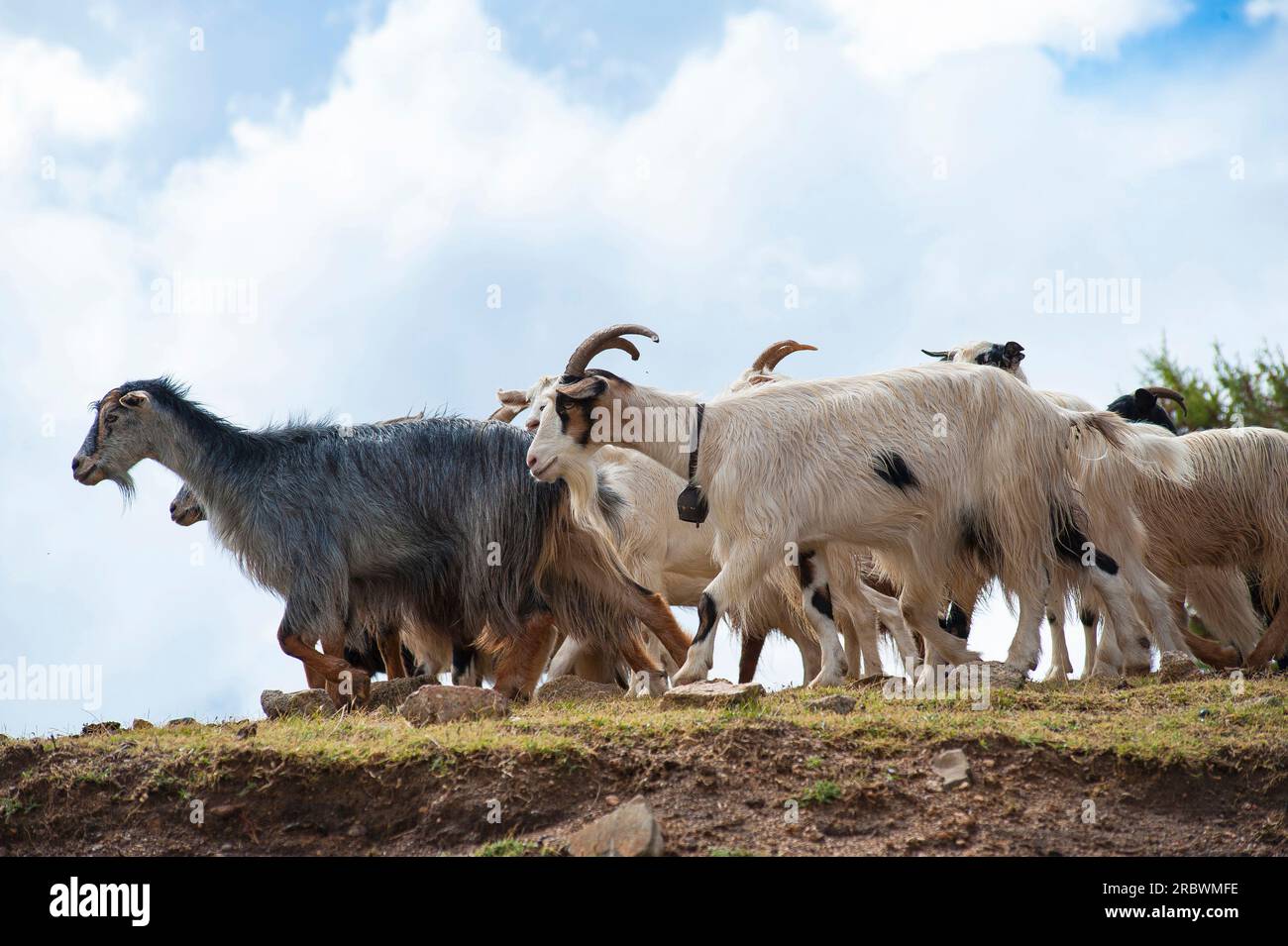 Sardinia italy goat goats hi-res stock photography and images - Alamy