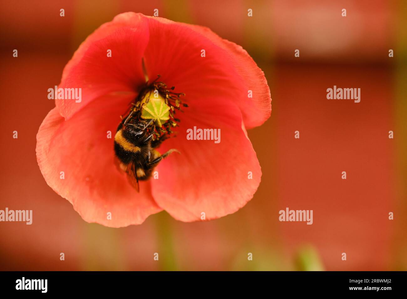 Wild flowers with bees Stock Photo - Alamy