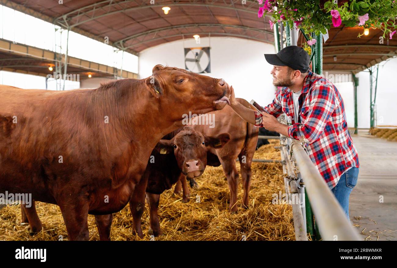 Young adult man farmer petting cow in paddock at livestock and smiling. Positive emotions during ...
