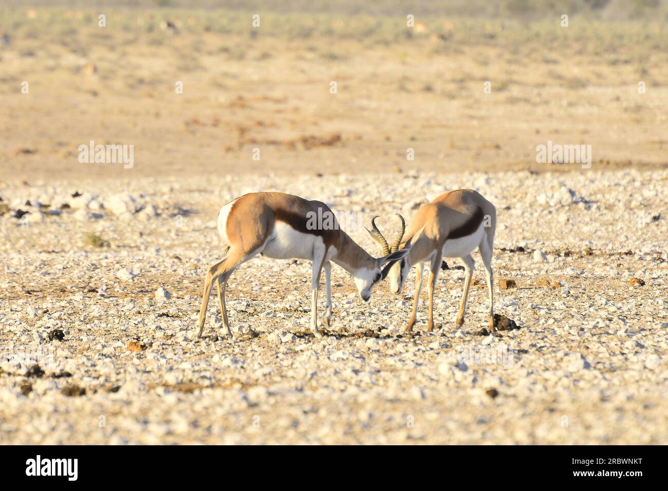 Springbok fighting hi-res stock photography and images - Alamy