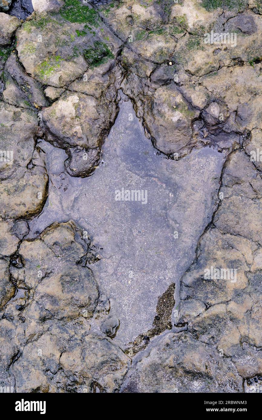 United Kingdom, Scotland, Isle of Skye, Jurassic Dinosaurs Footprints ...