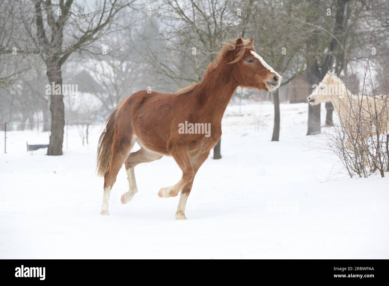 Nice pony running in the snow in winter Stock Photo - Alamy