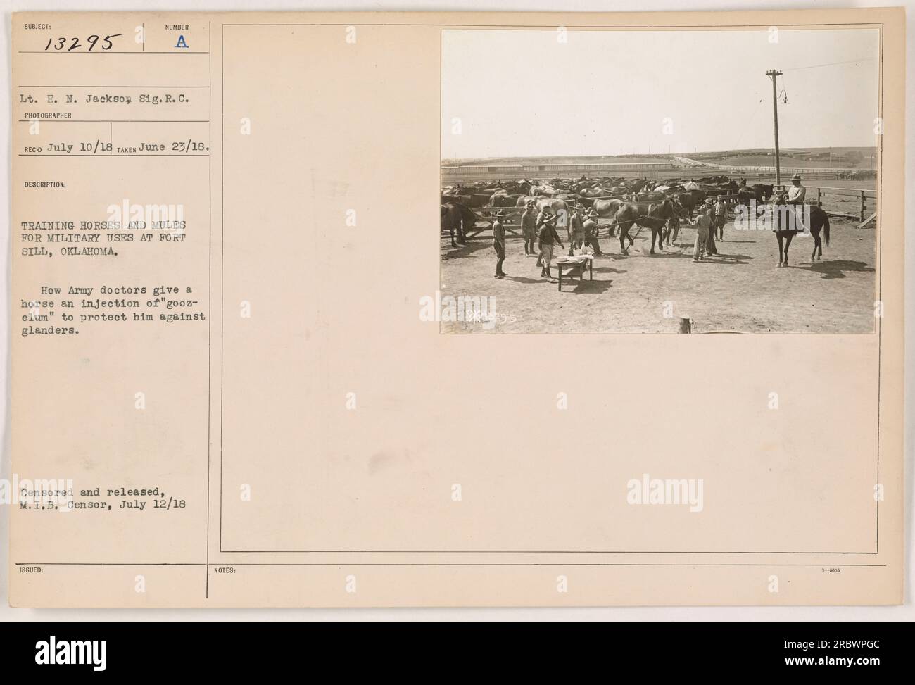 Administering horses hi-res stock photography and images - Alamy