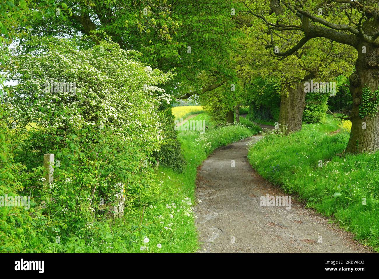 Rose grove hi-res stock photography and images - Alamy