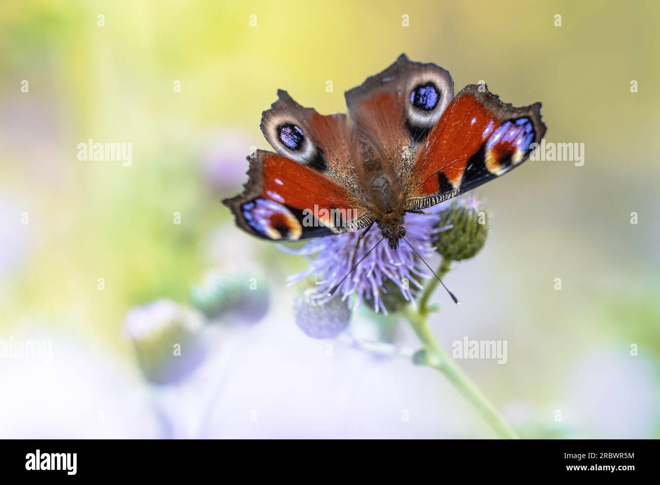 Beautiful insect hi-res stock photography and images - Alamy