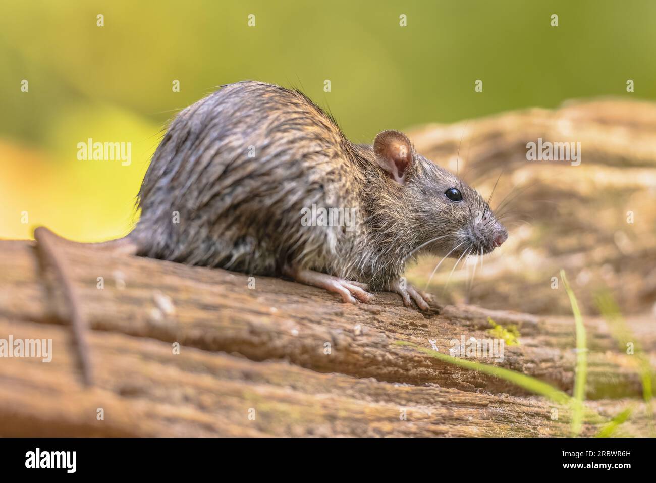 Brown rat (Rattus norvegicus) walking in grass on bank at night ...