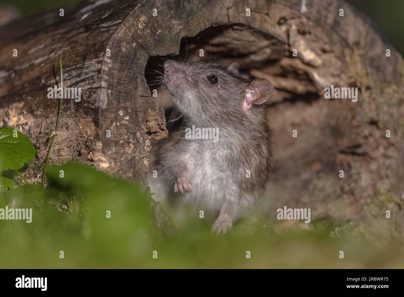 Brown rat (Rattus norvegicus) walking in grass on bank at night ...