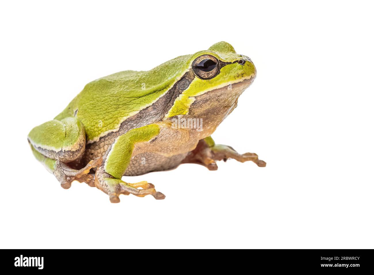 Green European tree frog (Hyla arborea) sitting on white background ...