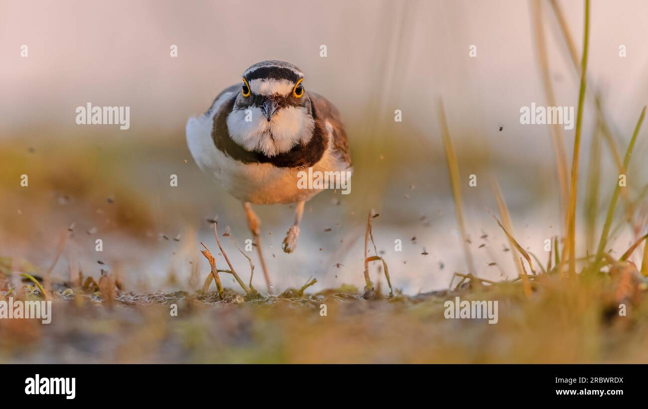 Little Ringed Plover (Charadrius dubius) running along bank while ...
