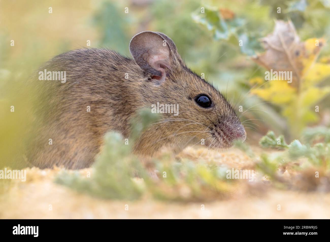 Wood Mouse (Apodemus sylvaticus) rodent in green moss natural ...