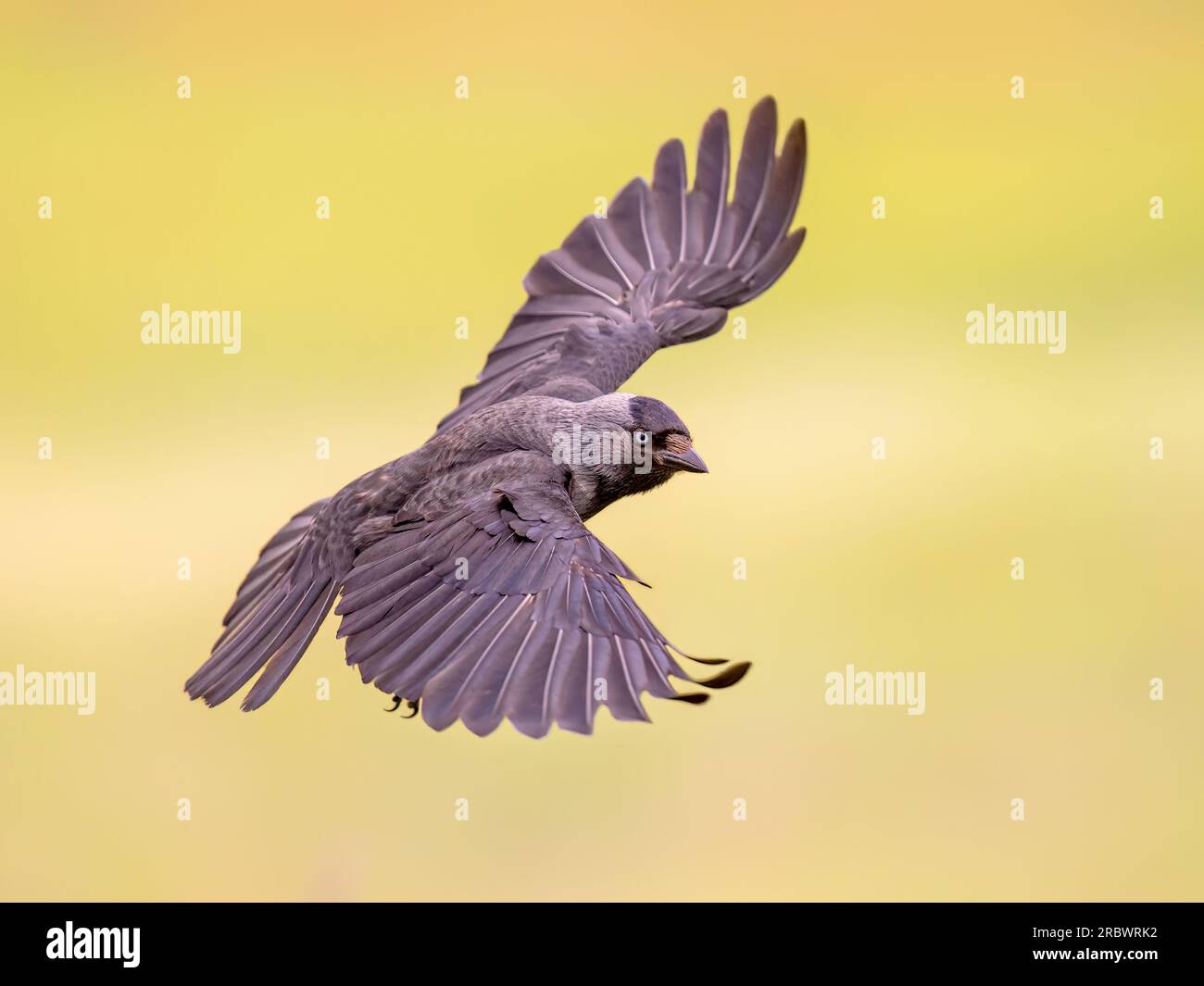 Western Jackdaw (Coloeus monedula) in flight on bright background ...