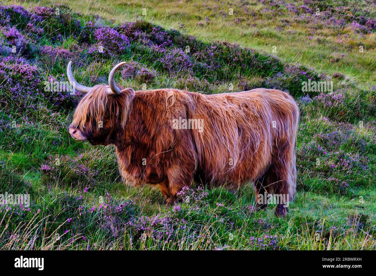 United Kingdom, Scotland, Isle of Skye, Highland cow Stock Photo - Alamy